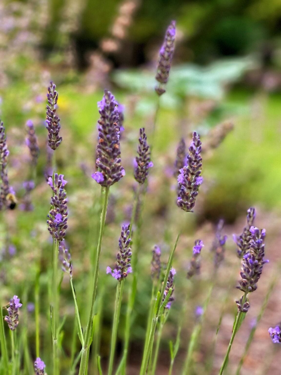 37 Deer Resistant Flowers for a Cottage Garden That Thrives - Bricks 'n ...