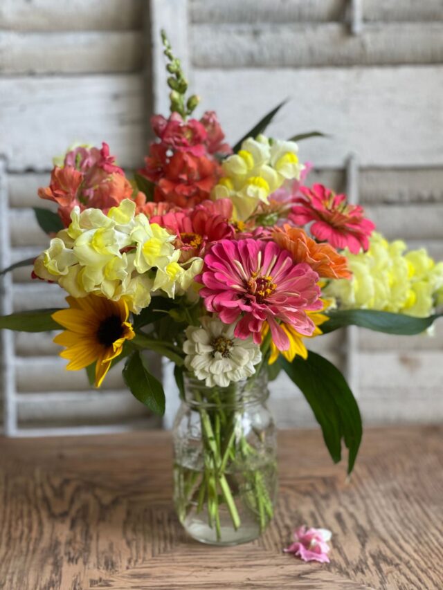 Growing Snapdragons in Your Cut Flower Garden - Bricks 'n Blooms with ...