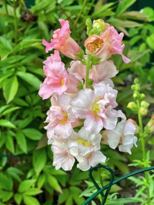 How to Grow Snapdragons: A Complete Guide from Seed to Bloom | Bricks ...