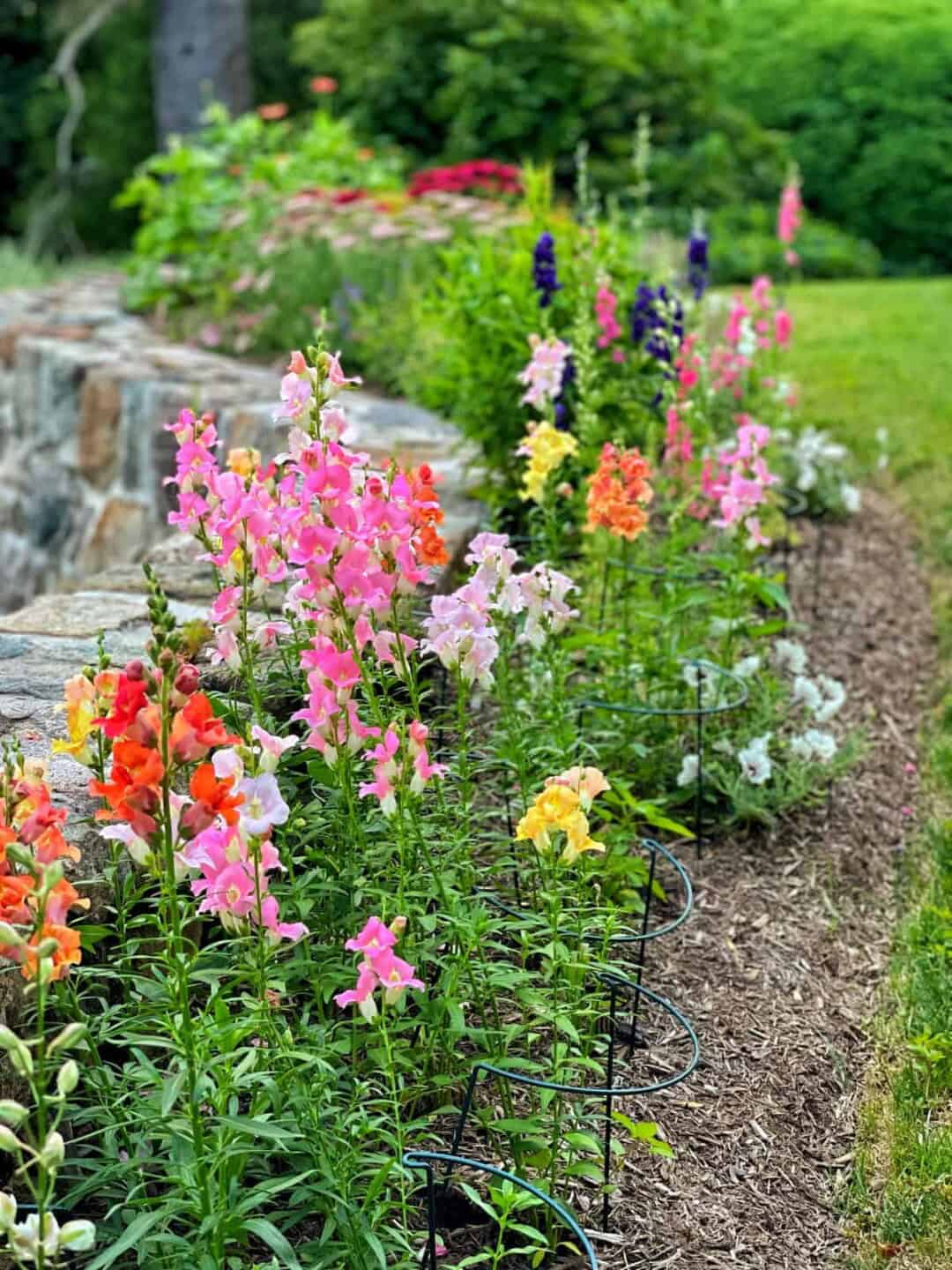 How to Start Snapdragon Seeds: Indoor vs Winter Sowing | Bricks ’n ...