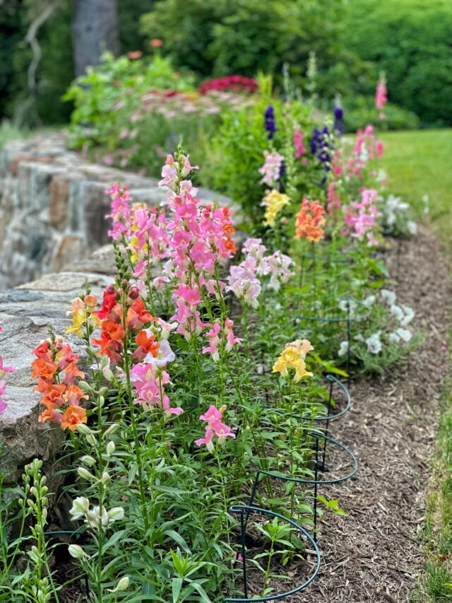 How to Grow Snapdragons: A Complete Guide from Seed to Bloom | Bricks ...