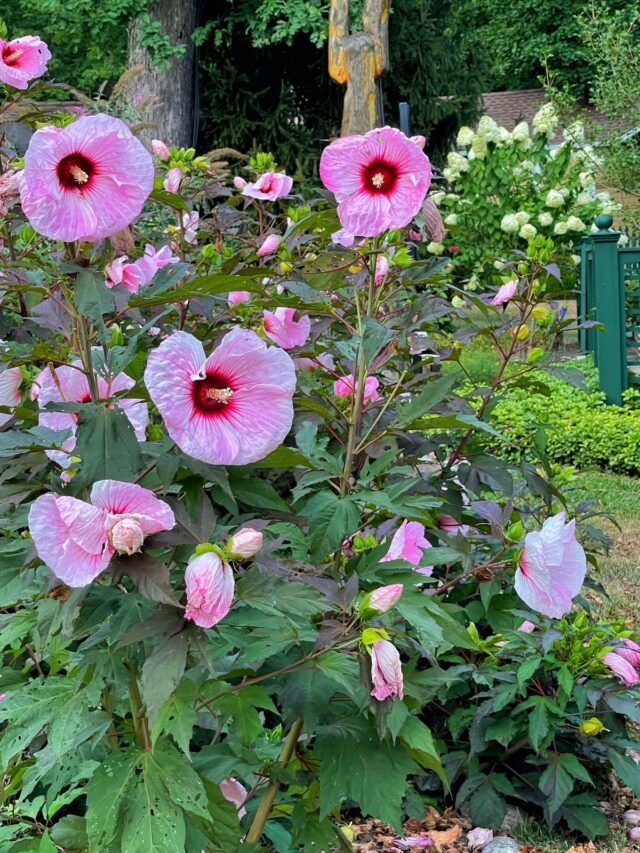 Best Native Plants for a Thriving Pollinator Garden - Bricks 'n Blooms ...
