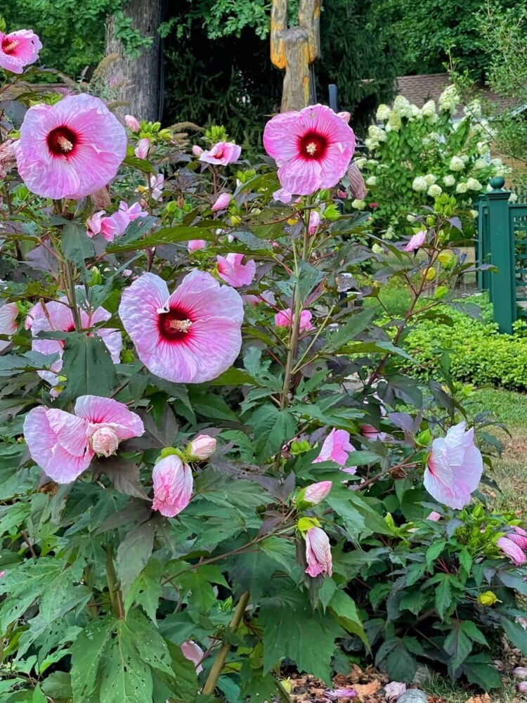10 Late Summer Blooming Flowers That Grow Into Fall | Stacy Ling