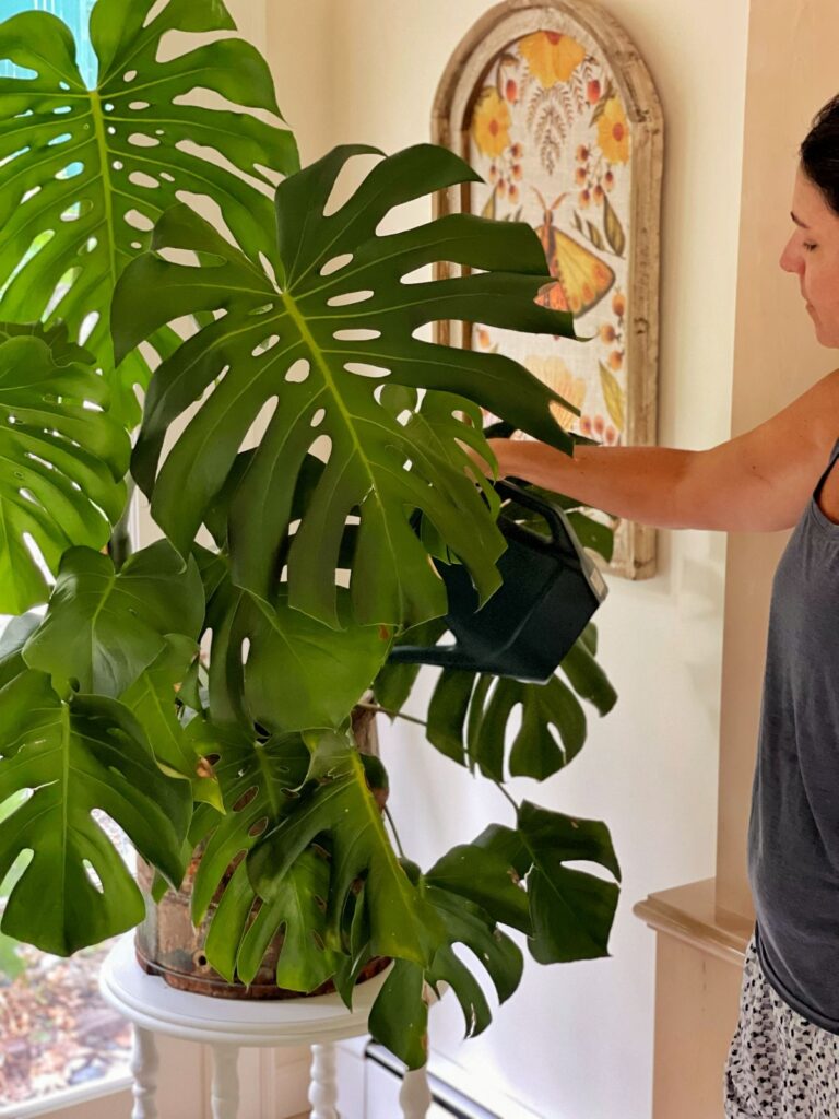 Monstera Plant Care for Beginners: A Simple Guide - Bricks ’n Blooms ...