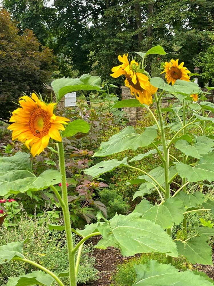 Growing Sunflowers From Seed in Your Flower Garden | Bricks ’n Blooms ...