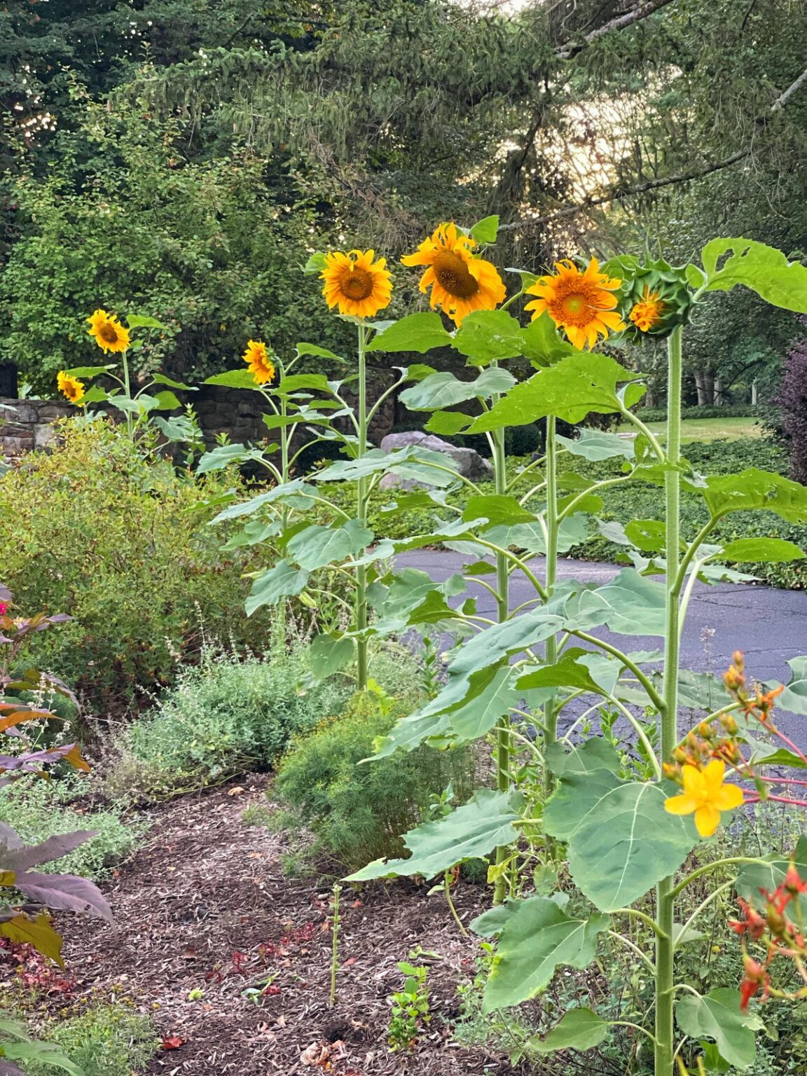 Growing Sunflowers From Seed in Your Flower Garden | Bricks ’n Blooms ...