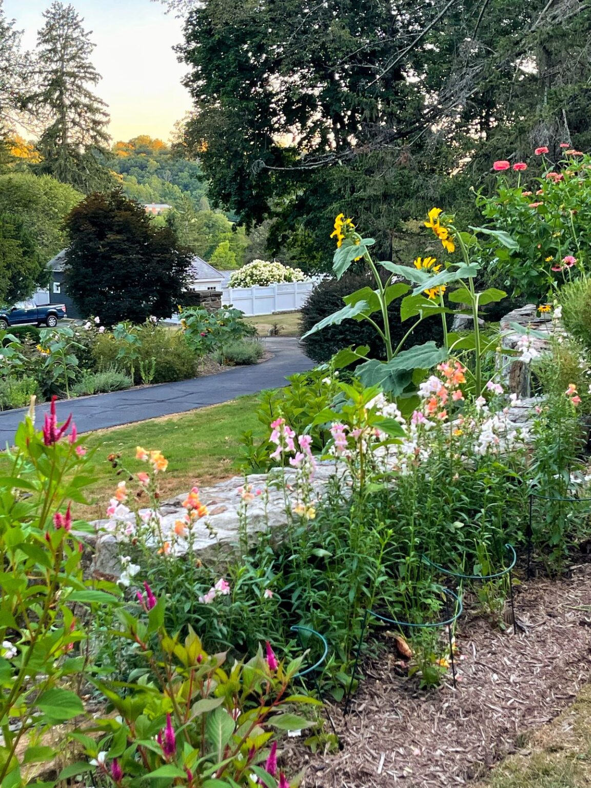 Growing Snapdragons in Your Cut Flower Garden - Bricks 'n Blooms with ...