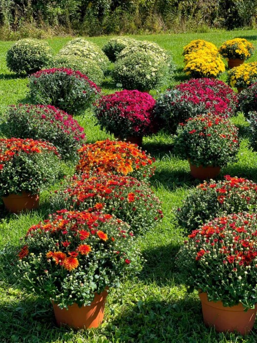 Mums Flowers: A Love-Hate Relationship (And Why I Still Plant Them ...