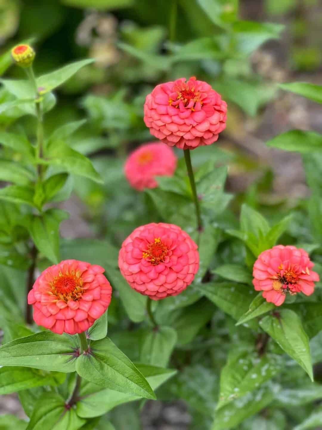 Best Zinnia Varieties for Cutting Gardens: My Must-Grow Favorites ...