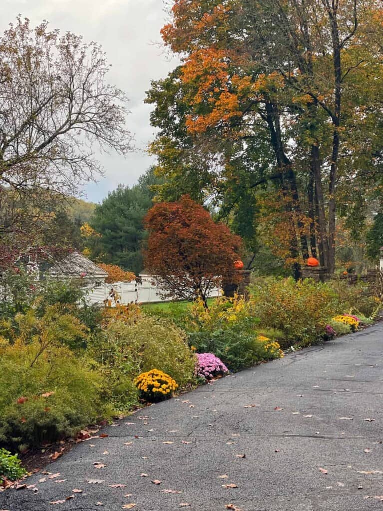 Beyond Flowers: Discover the Beauty of Fall Foliage Plants - Bricks ’n ...