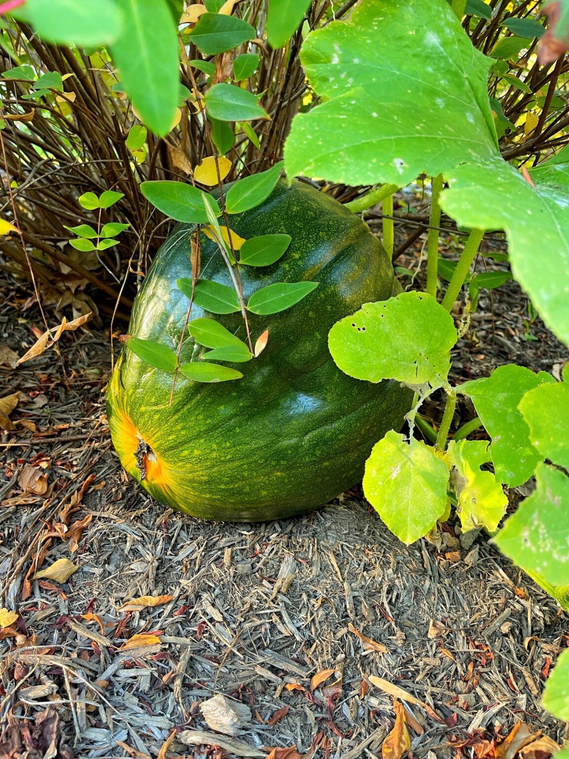 Beginner's Guide to Growing Pumpkin Plant - Stacy Ling