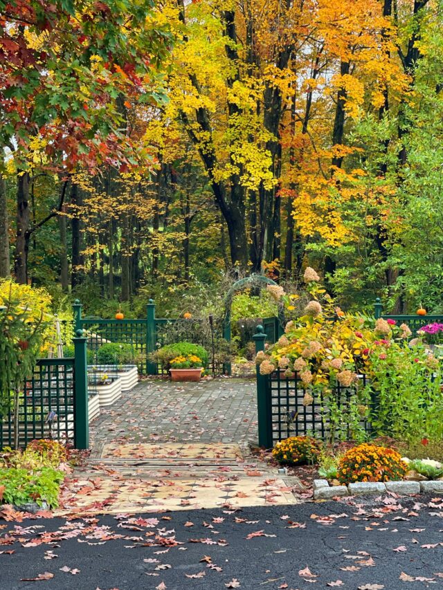 The Prettiest Fall Garden Ideas - Bricks 'n Blooms with Stacy Ling