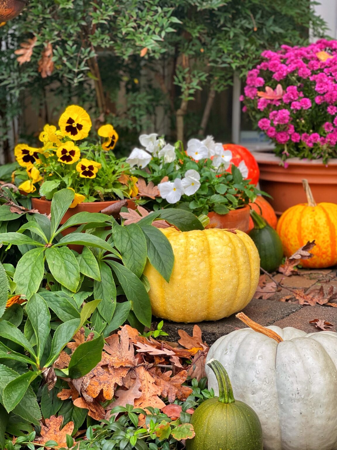 Growing Pansies: Easy Flowers for Fall and Spring | Bricks ’n Blooms ...