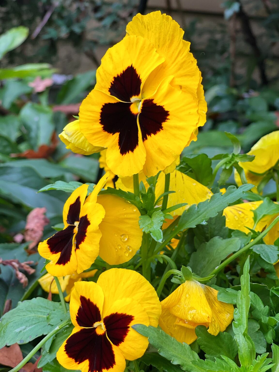 Growing Pansies: Easy Flowers for Fall and Spring | Bricks ’n Blooms ...