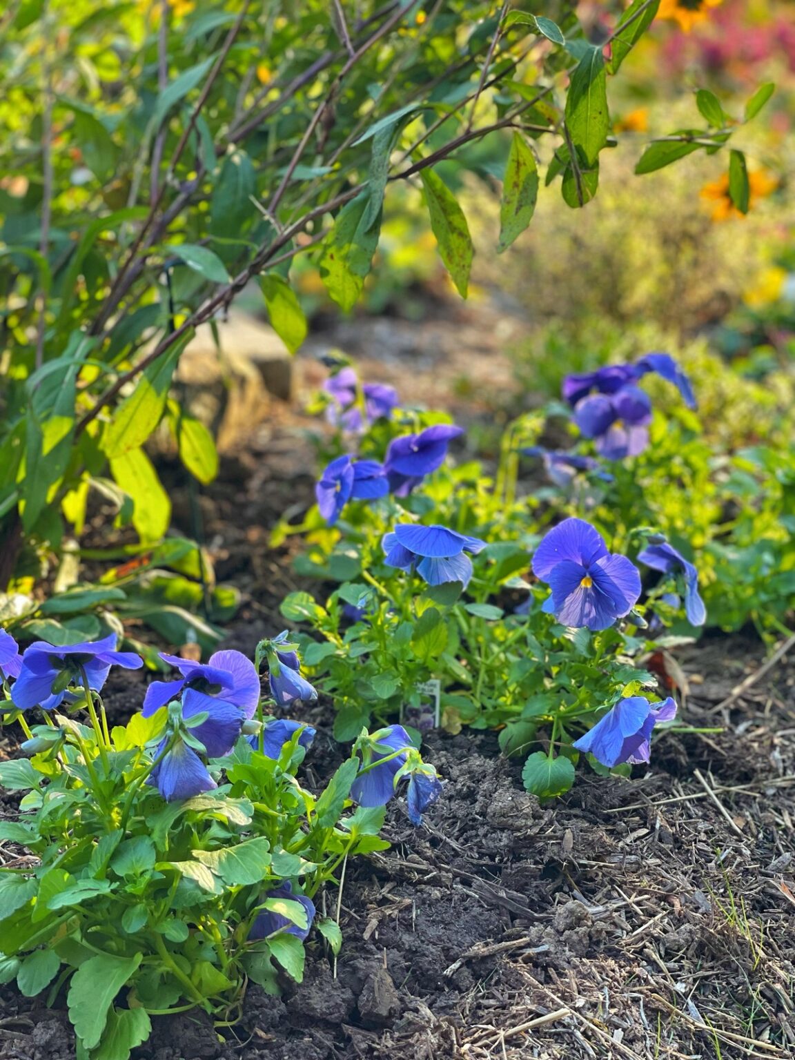 Growing Pansies: Easy Flowers for Fall and Spring | Bricks ’n Blooms ...