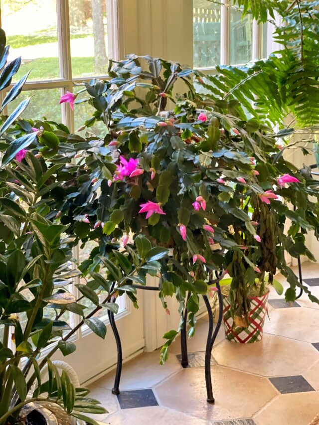 Small Sunroom Ideas on a Budget: 5 Ways to Maximize Your Space with ...