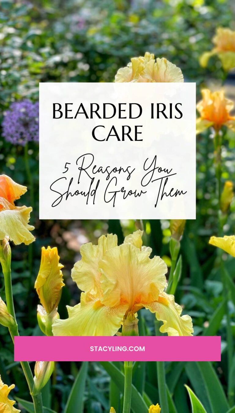 Bearded Iris Care: Your Guide to Growing, Blooming, and Beyond - Bricks ...