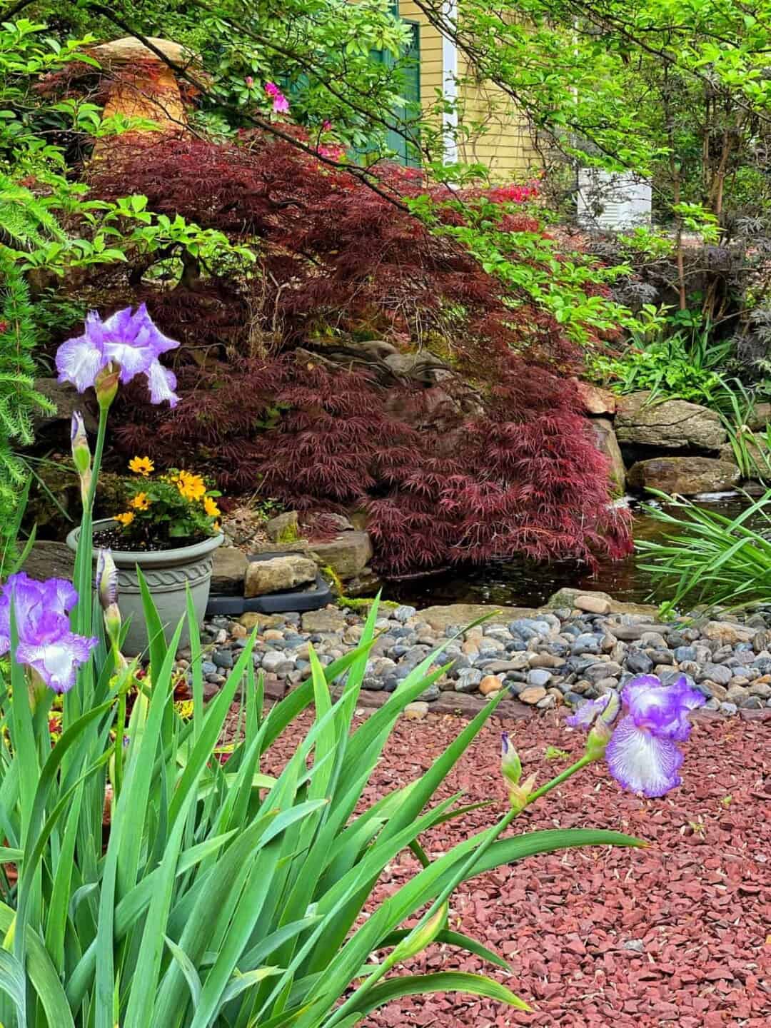 Bearded Iris Care: Your Guide to Growing, Blooming, and Beyond | Bricks ...