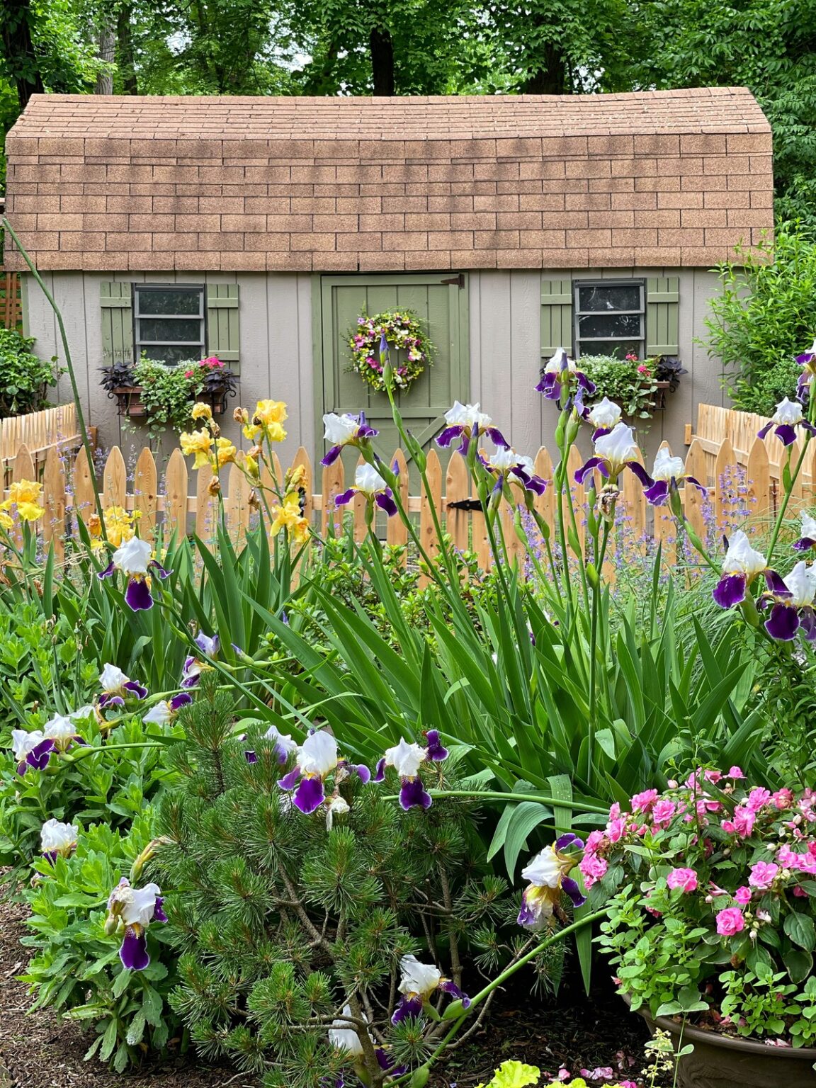 Bearded Iris Care: Your Guide to Growing, Blooming, and Beyond - Bricks ...