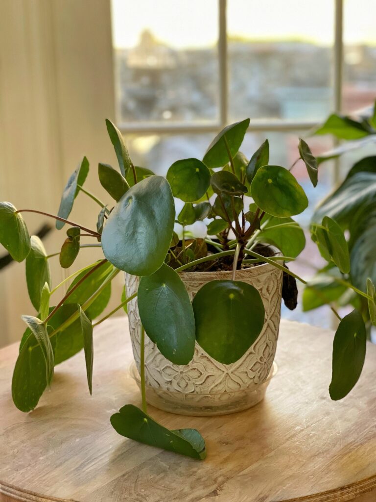 Pilea Peperomioides (Chinese Money Plant): Tips for Thriving Plants ...