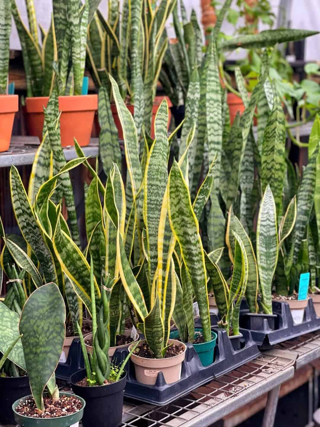 How to Care for Snake Plant (Sansevieria): The Ultimate Guide | Bricks ...