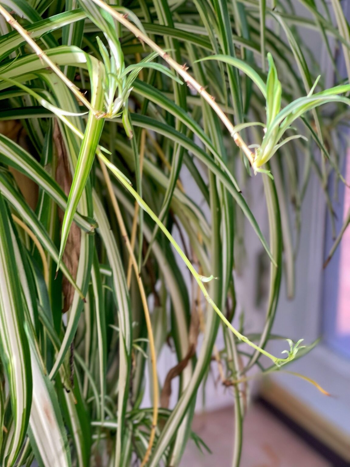The Lazy Person's Guide to Spider Plant Care | Bricks ’n Blooms with ...