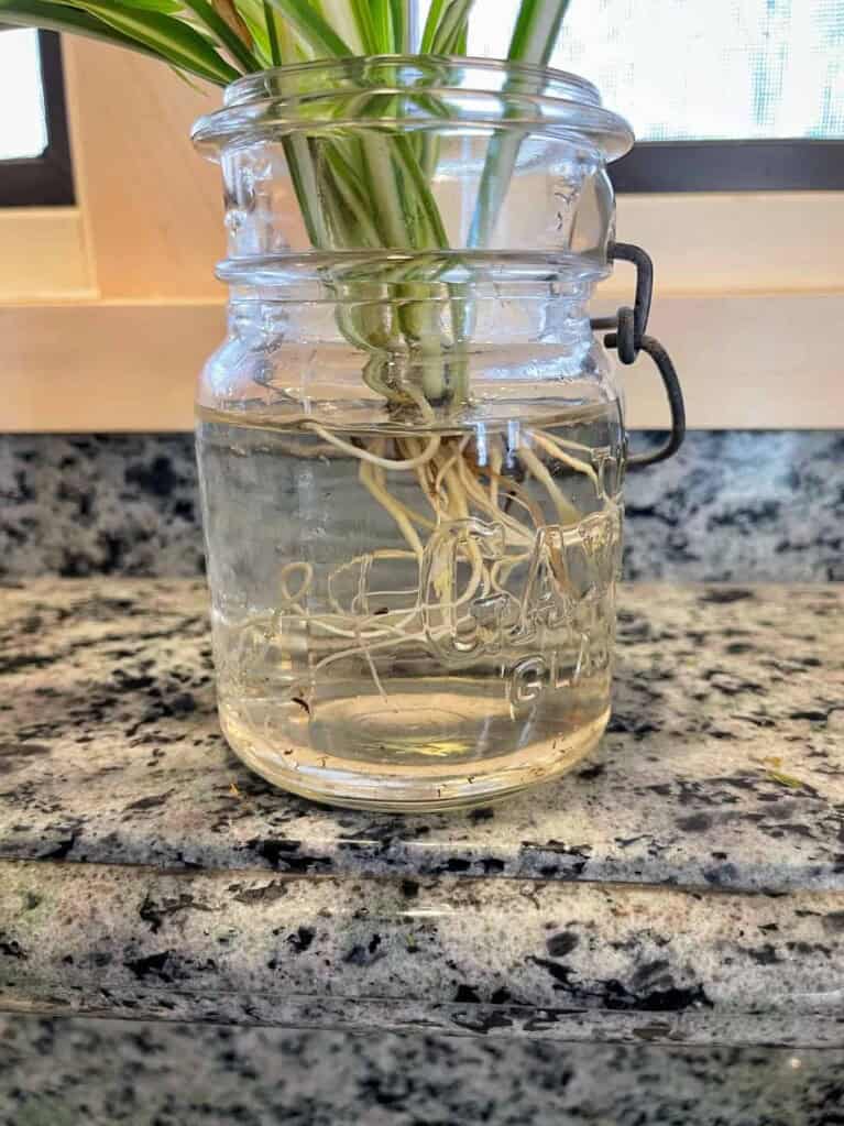 The Lazy Person's Guide to Spider Plant Care | Bricks ’n Blooms with ...