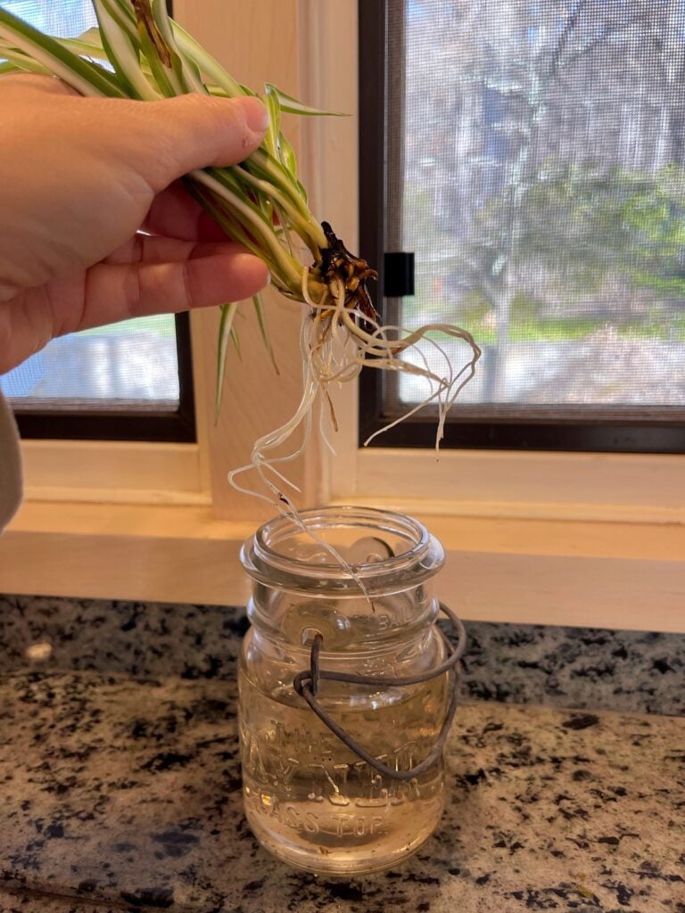 The Lazy Person's Guide to Spider Plant Care - Bricks 'n Blooms with ...