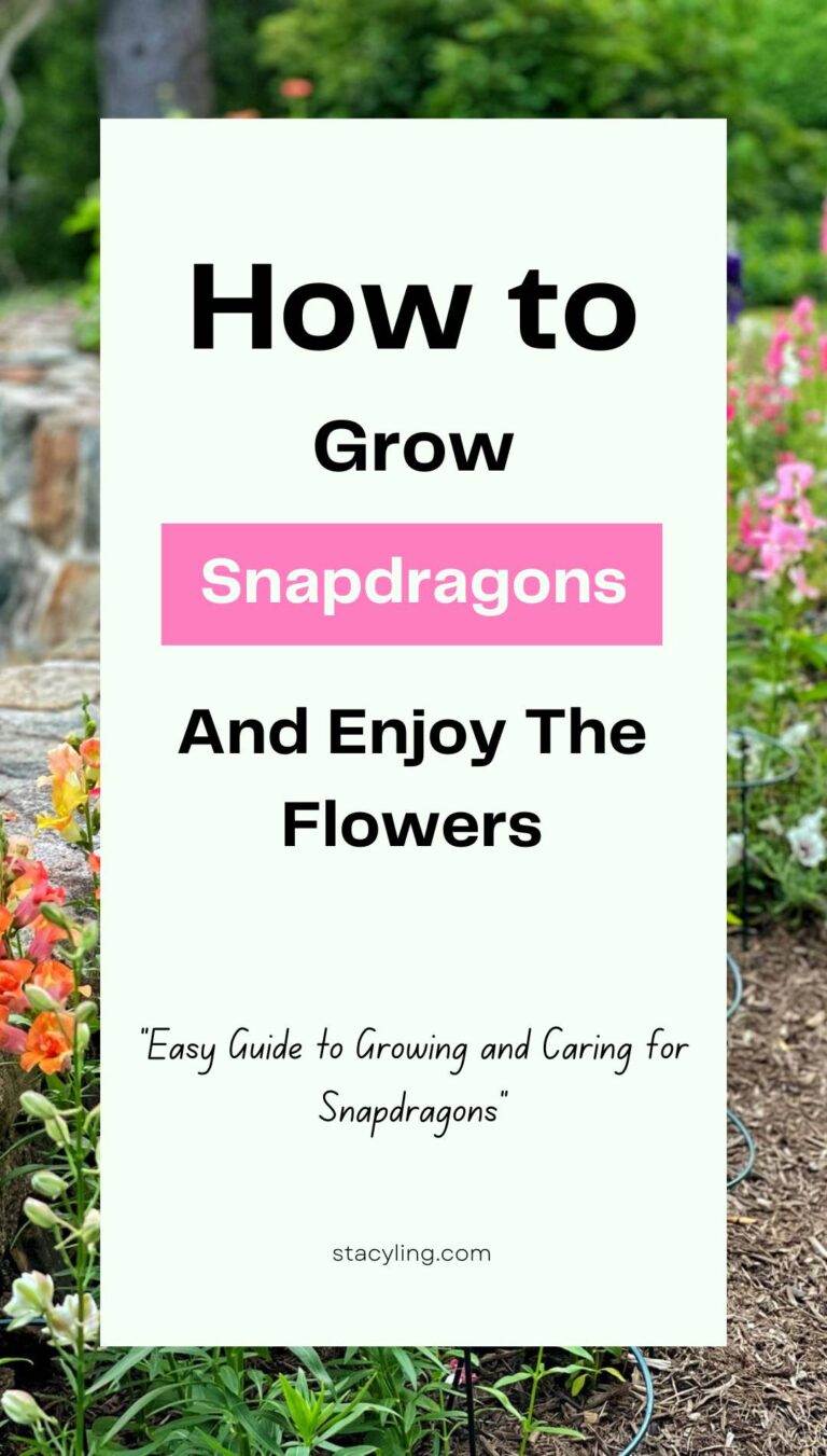 Growing Snapdragons in Your Cut Flower Garden - Bricks 'n Blooms with ...