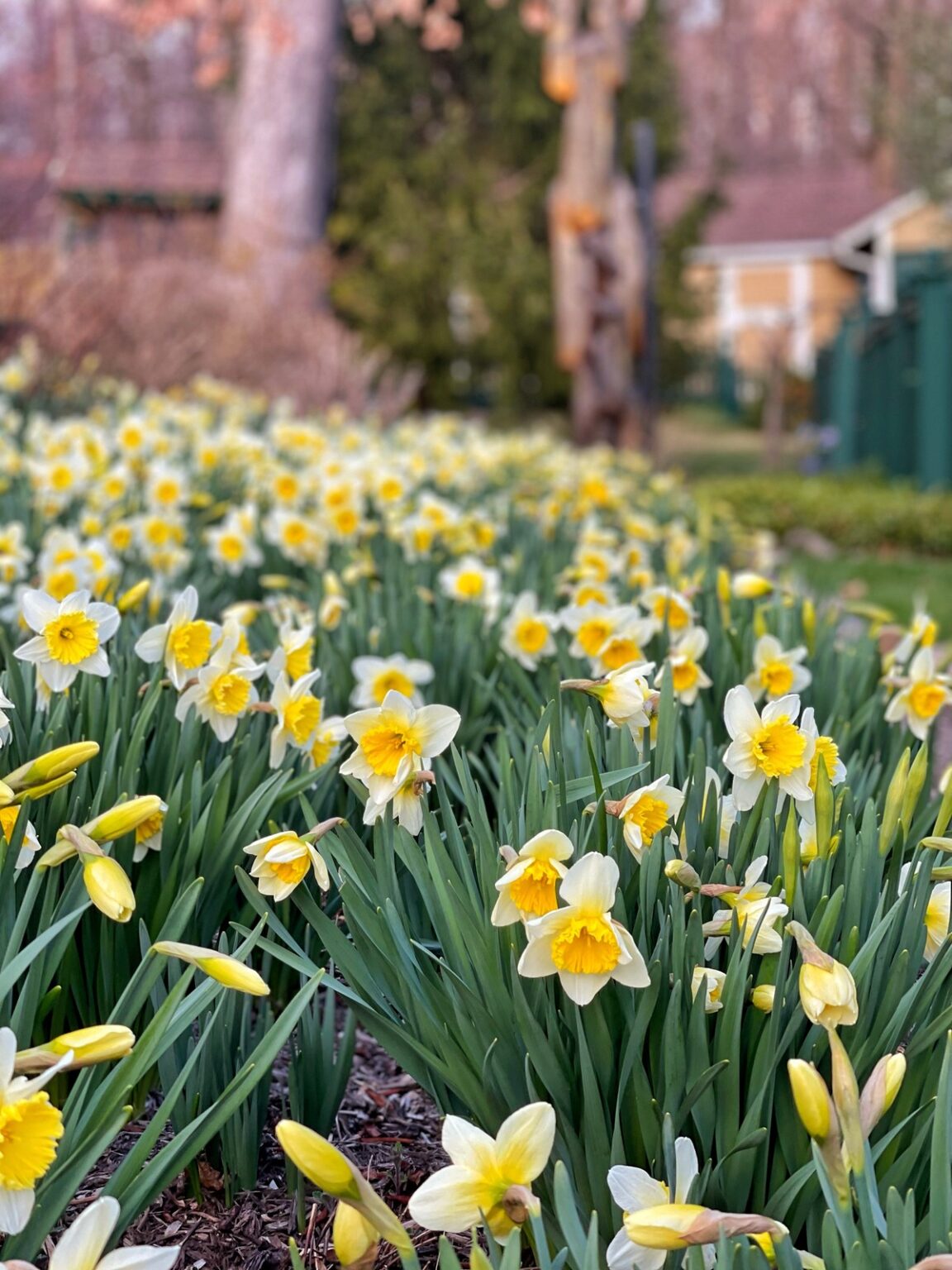 How to Plant Daffodil Bulbs: From Bulb to Bloom | Bricks ’n Blooms with ...