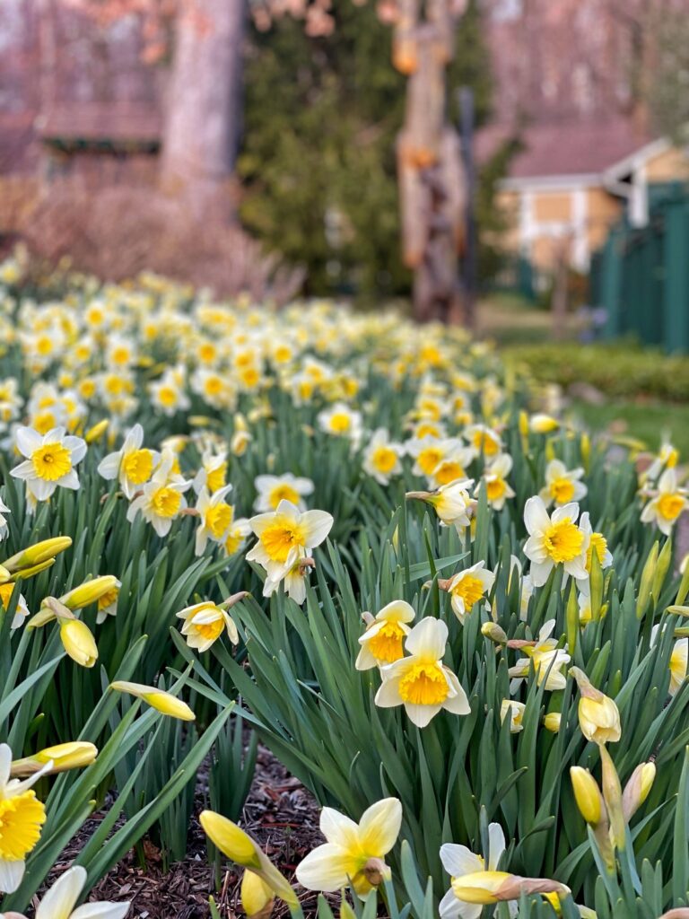 How to Plant Daffodil Bulbs: From Bulb to Bloom | Bricks ’n Blooms with ...