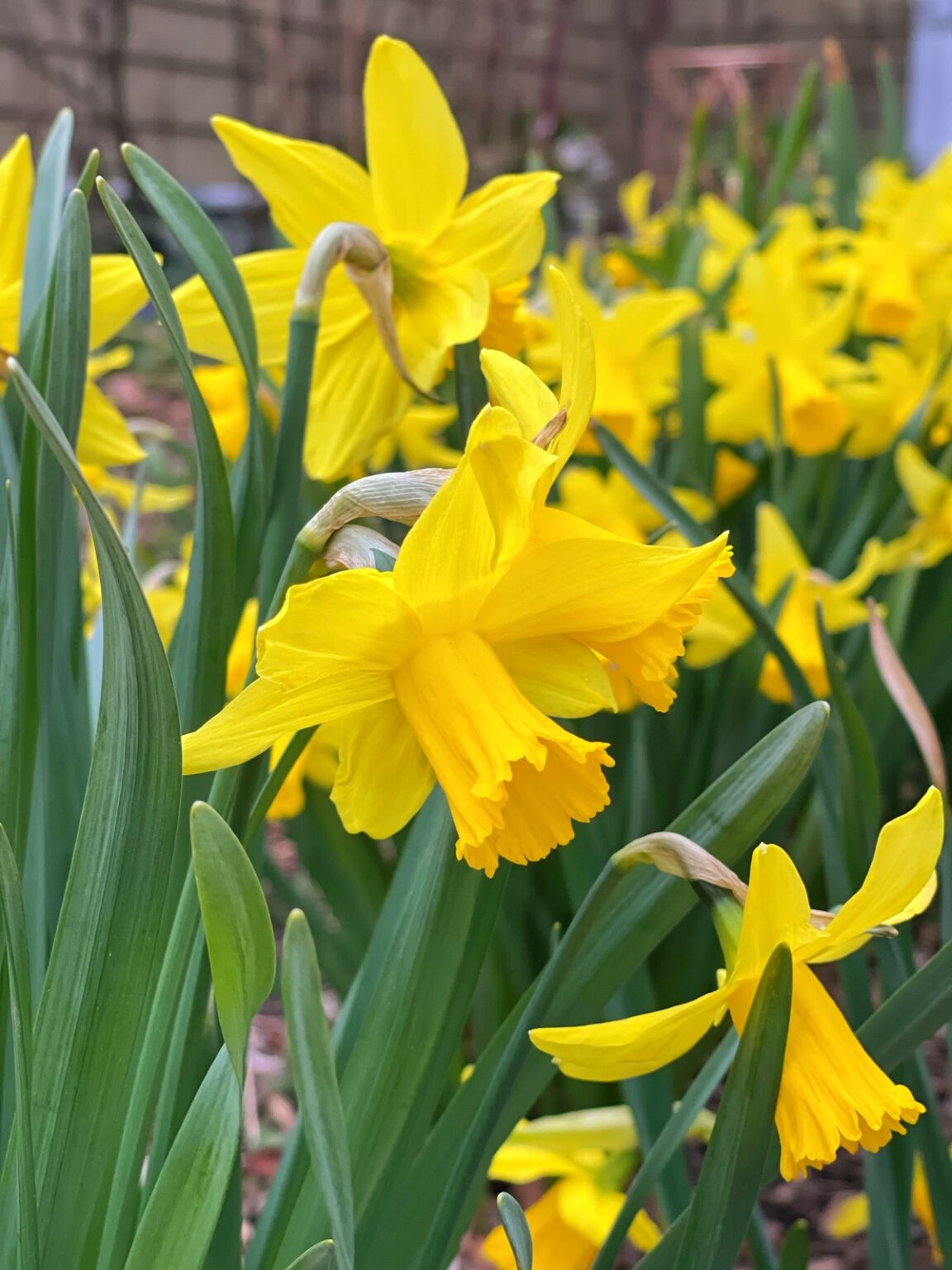The Best Yellow Flowers for Any Spot in Your Garden - Bricks ’n Blooms ...