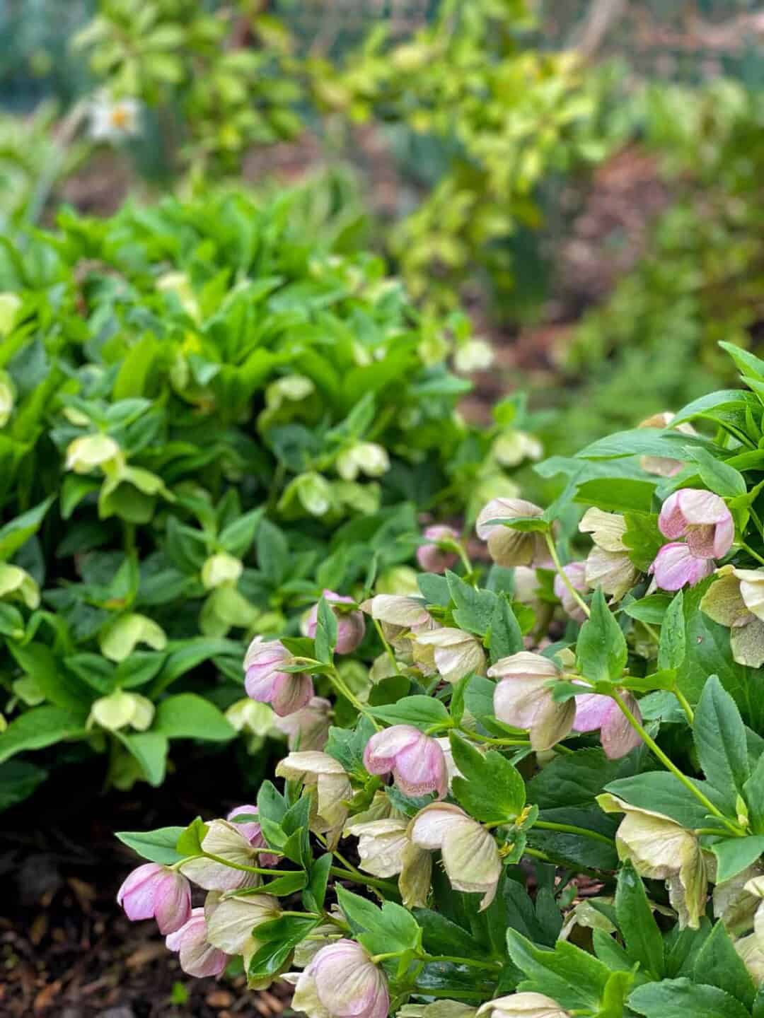 Long-Blooming Perennials for Continuous Color All Season | Bricks ’n ...