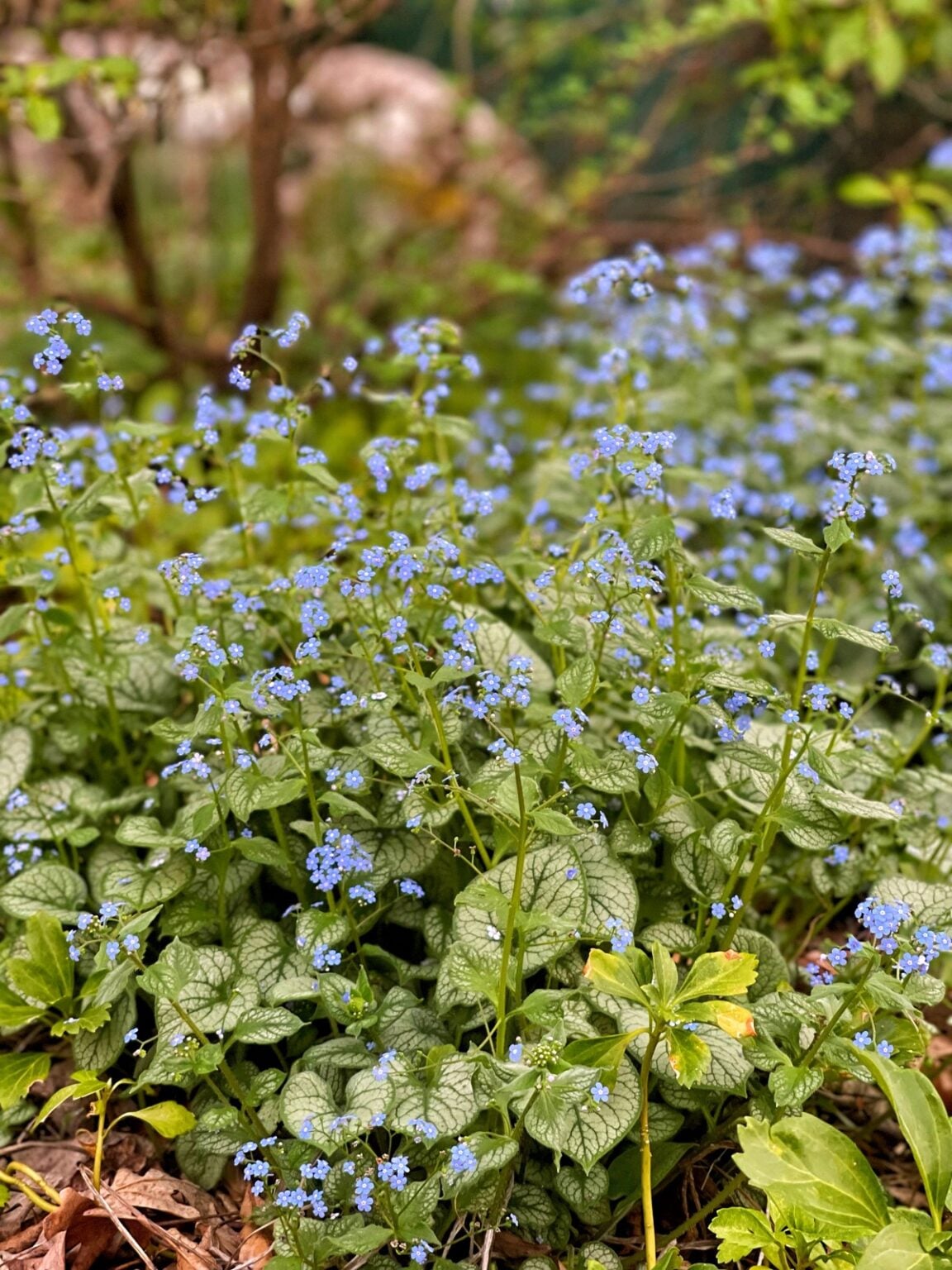 How to Grow Brunnera (Siberian Bugloss): The Perennial Plant For Shade ...