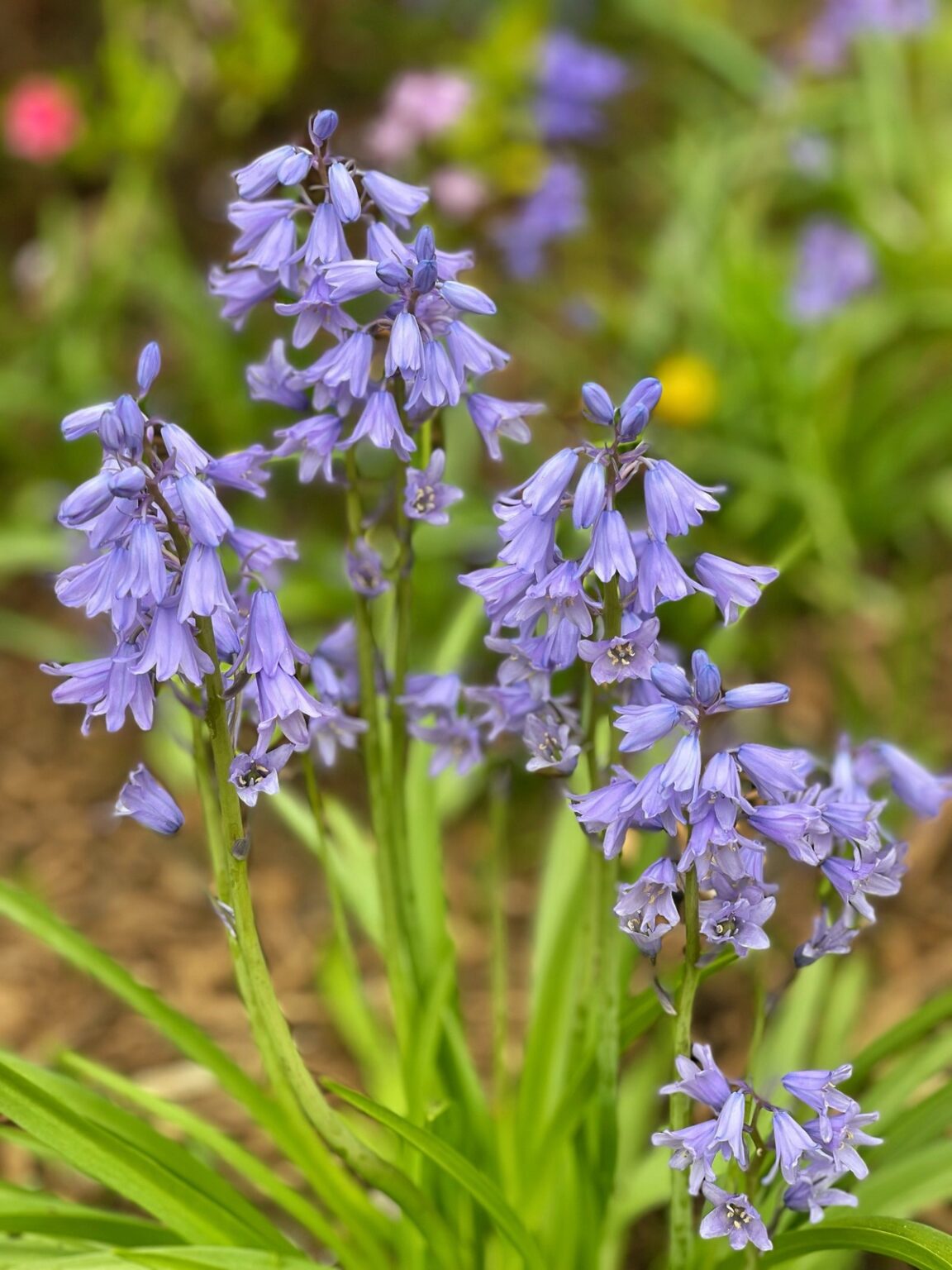 The Best Blue Flowers for Every Corner of Your Garden (Sun, Shade ...