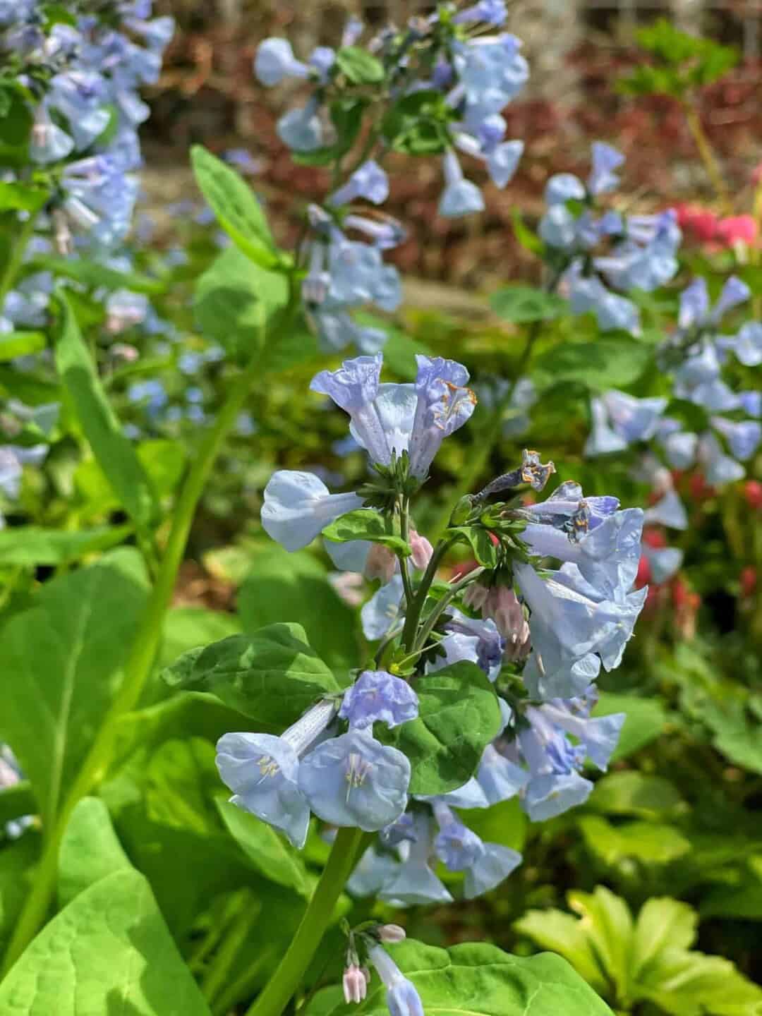 The Best Blue Flowers for Every Corner of Your Garden (Sun, Shade ...