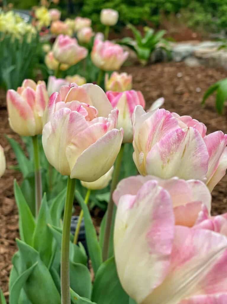 How to Plant Bulbs in Fall for a Stunning Spring Garden | Bricks ’n ...