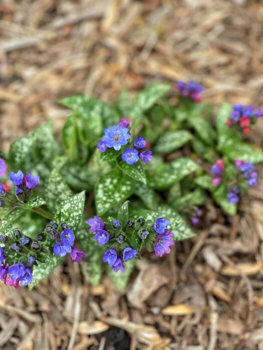The Best Blue Flowers for Every Corner of Your Garden - Bricks ’n ...