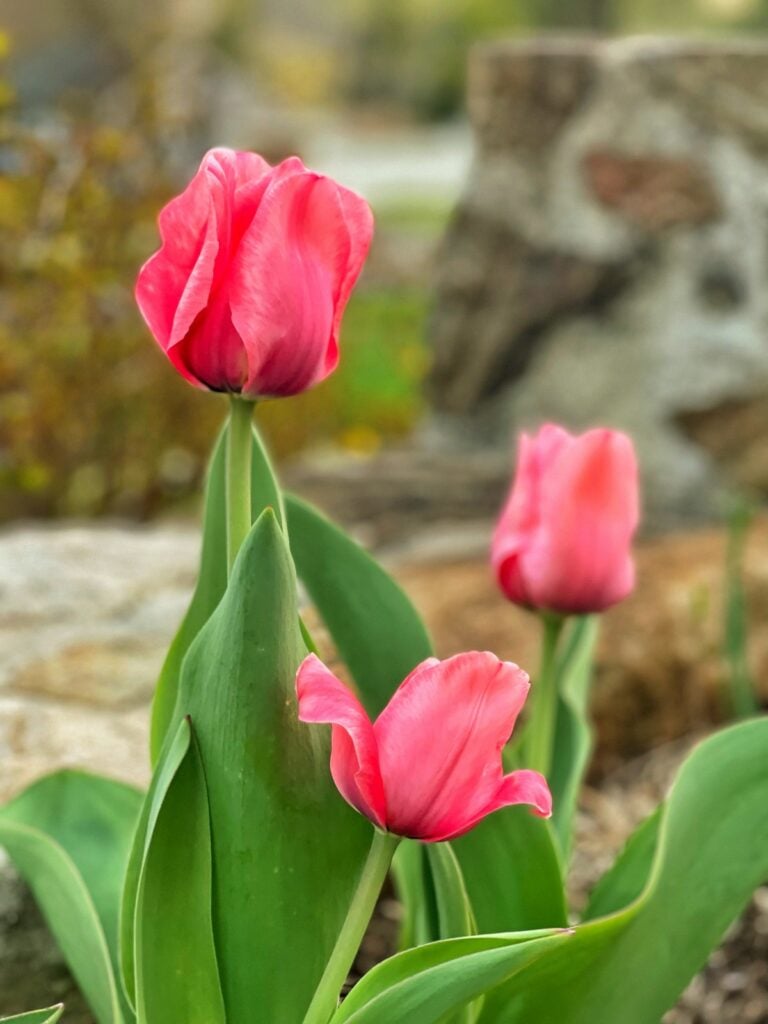 The Best Early Spring Flowers for a Gorgeous Garden Display - Bricks 'n ...