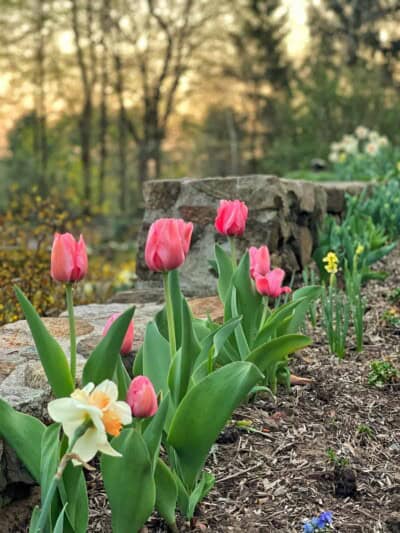 How to Grow Tulips (Even With Deer): Planting, Protection, and Care ...