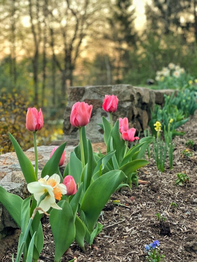 The Best Early Spring Flowers for a Gorgeous Garden Display - Bricks ’n ...