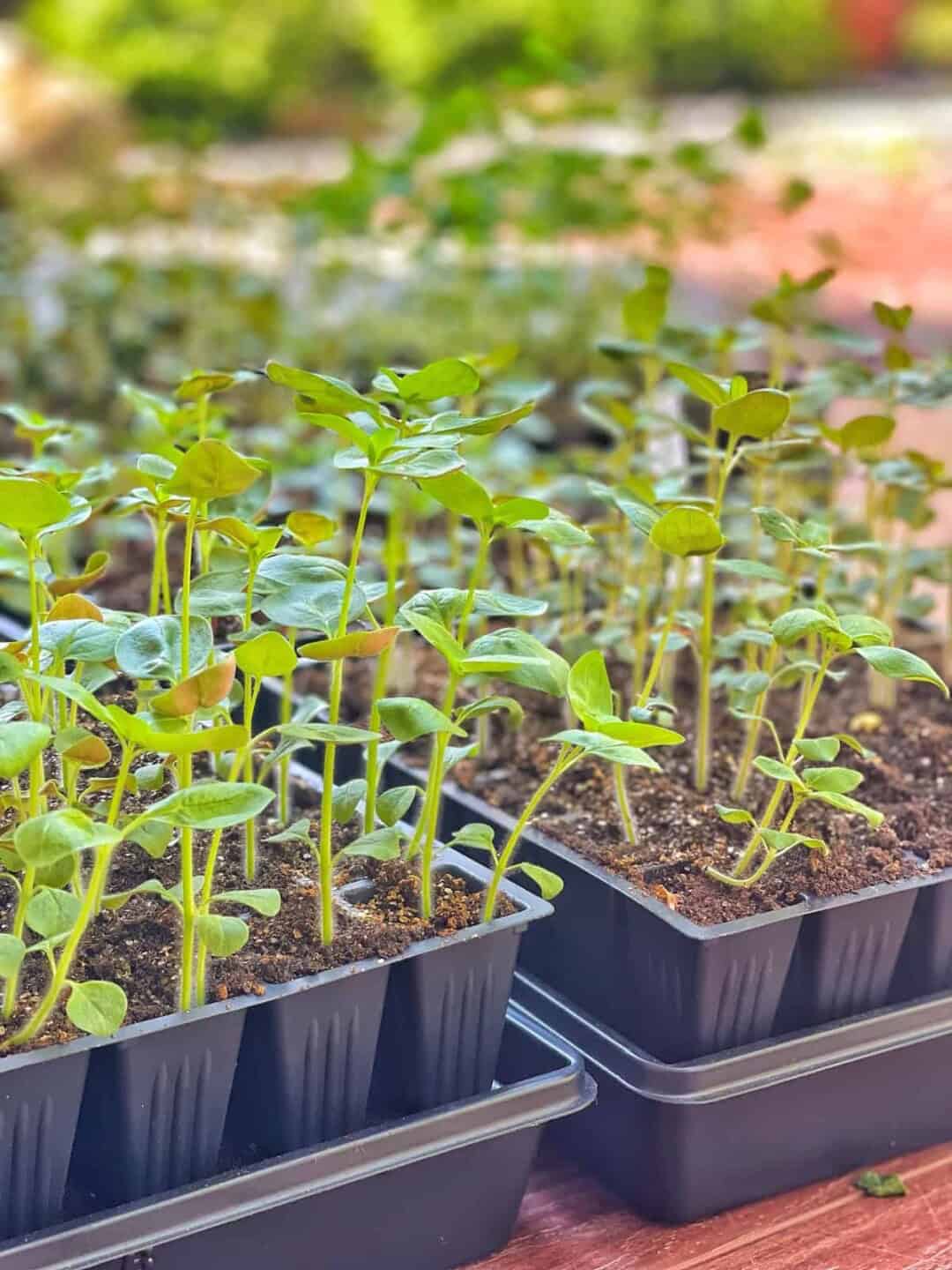 How to Keep Plants Alive While on Vacation - Bricks ’n Blooms with ...