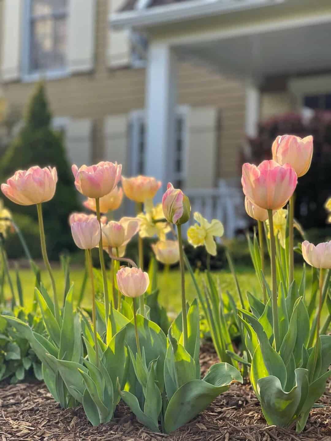 How to Grow Tulips (Even With Deer): Planting, Protection, and Care ...