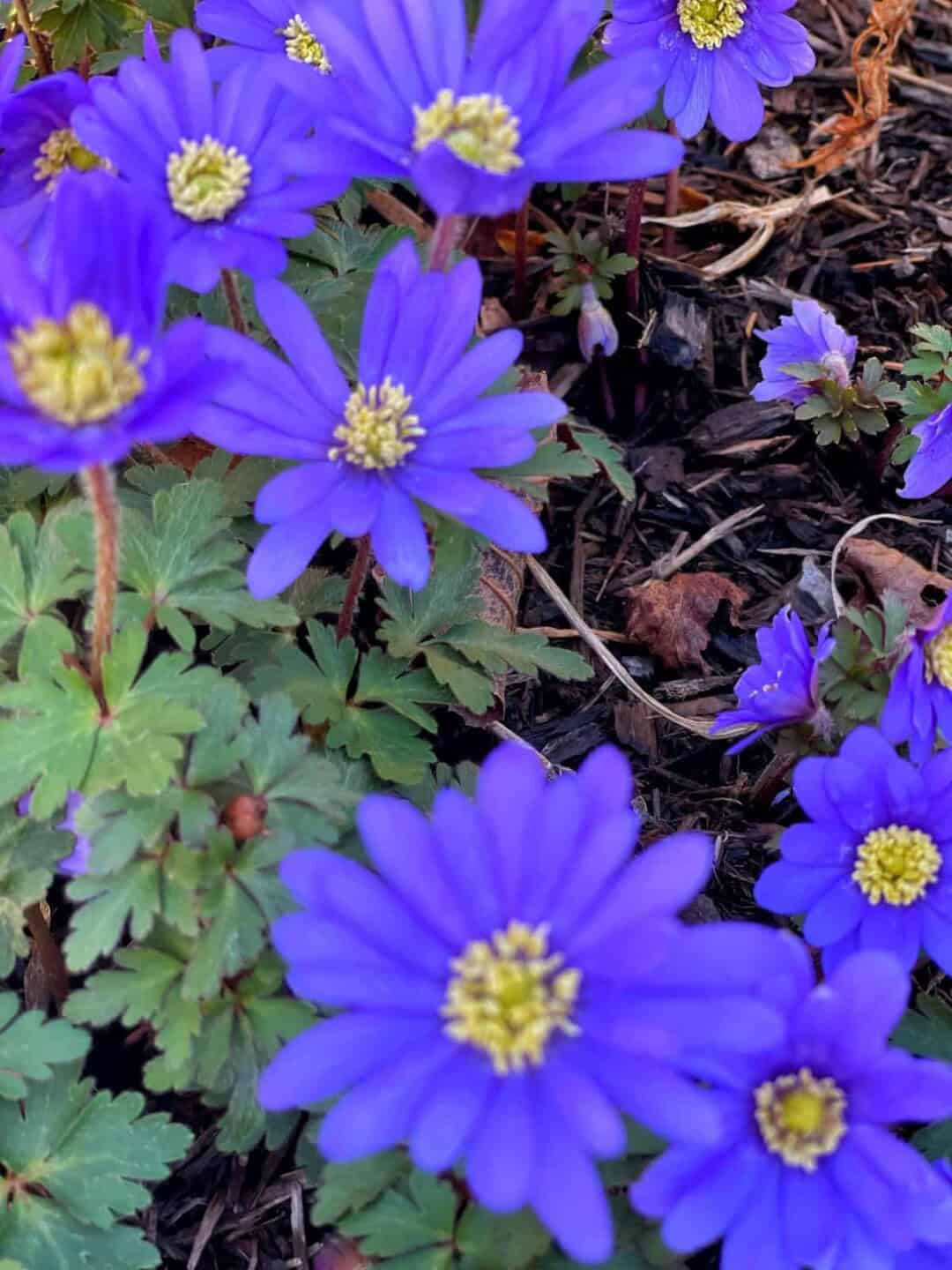 The Best Blue Flowers for Every Corner of Your Garden (Sun, Shade ...