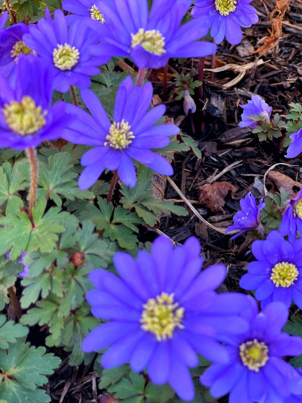 The Best Blue Flowers for Every Corner of Your Garden (Sun, Shade ...