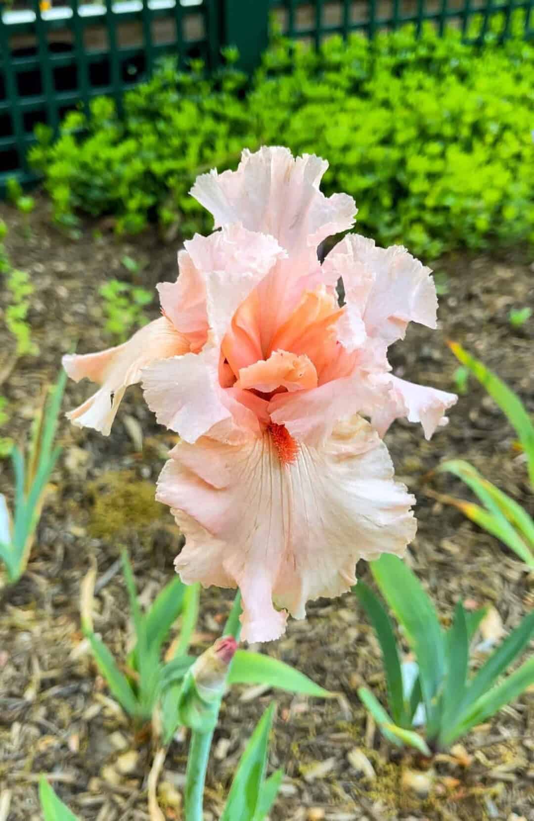 Bearded Iris Care: Your Guide to Growing, Blooming, and Beyond | Bricks ...