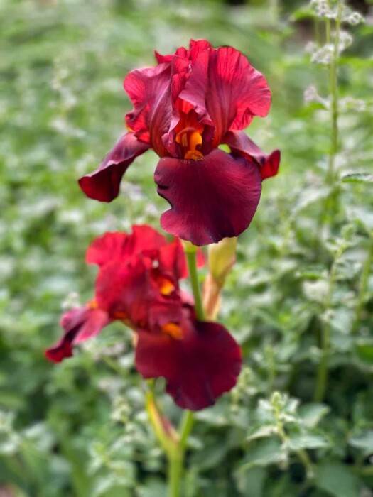 Bearded Iris Care: Your Guide to Growing, Blooming, and Beyond | Bricks ...
