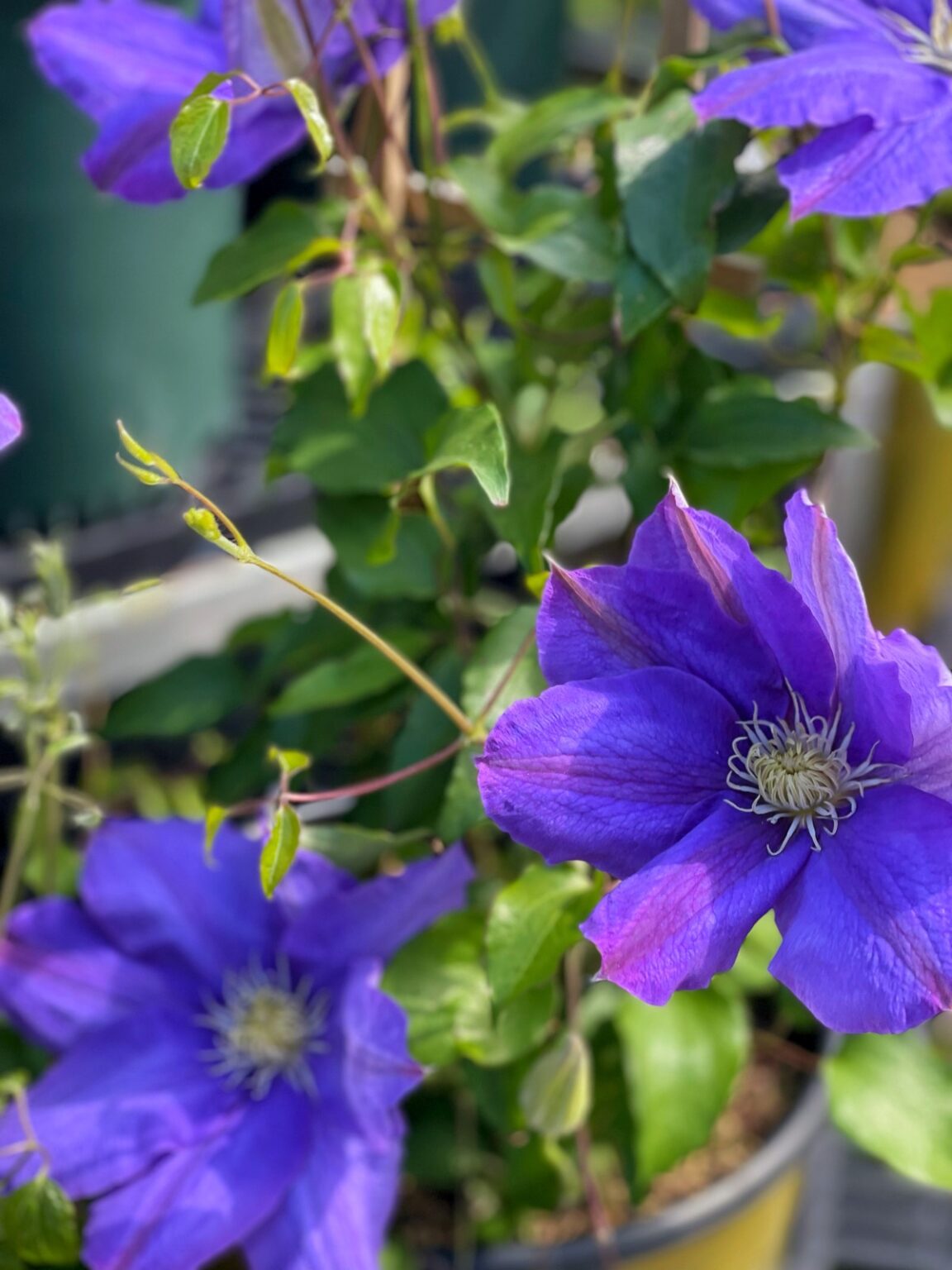 Growing Clematis Vine: Climbing Beauty For Your Cottage Garden | Bricks ...