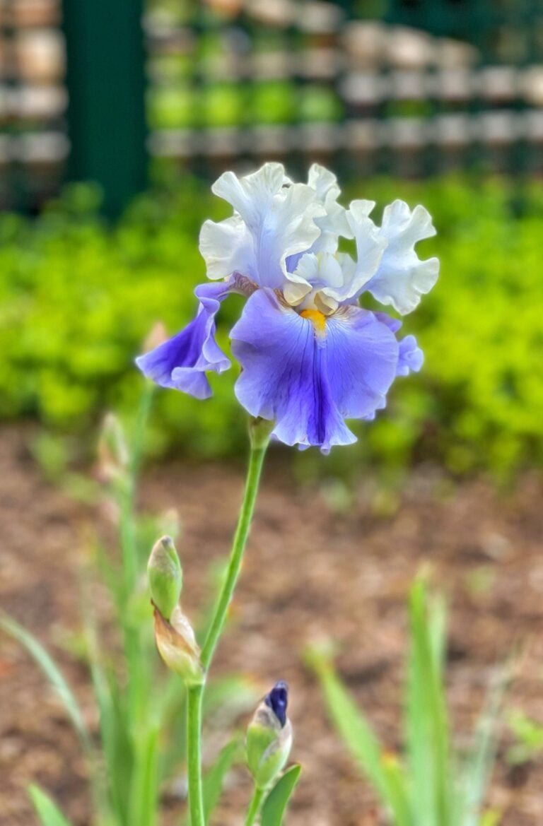 The Best Blue Flowers for Every Corner of Your Garden (Sun, Shade ...