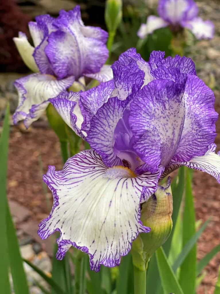 Bearded Iris Care: Your Guide to Growing, Blooming, and Beyond | Bricks ...